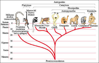 El señor de la ciencia: El mono y el hombre con un abuelo común